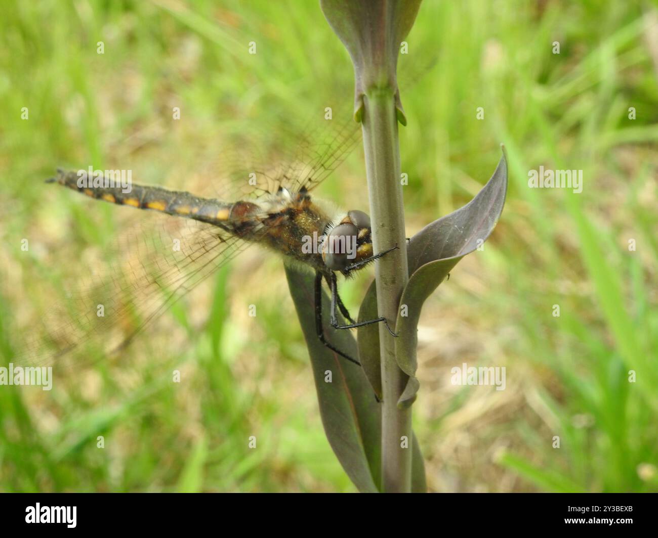 Beaverpond Baskettail (Epitheca canis) Insecta Stock Photo - Alamy