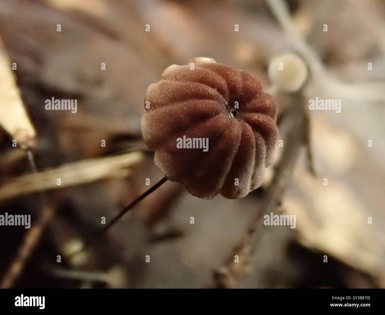 rainforest horsehair (Marasmius crinis-equi) Fungi Stock Photo - Alamy