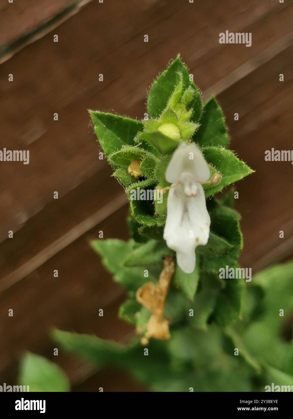 Prasium hi-res stock photography and images - Alamy