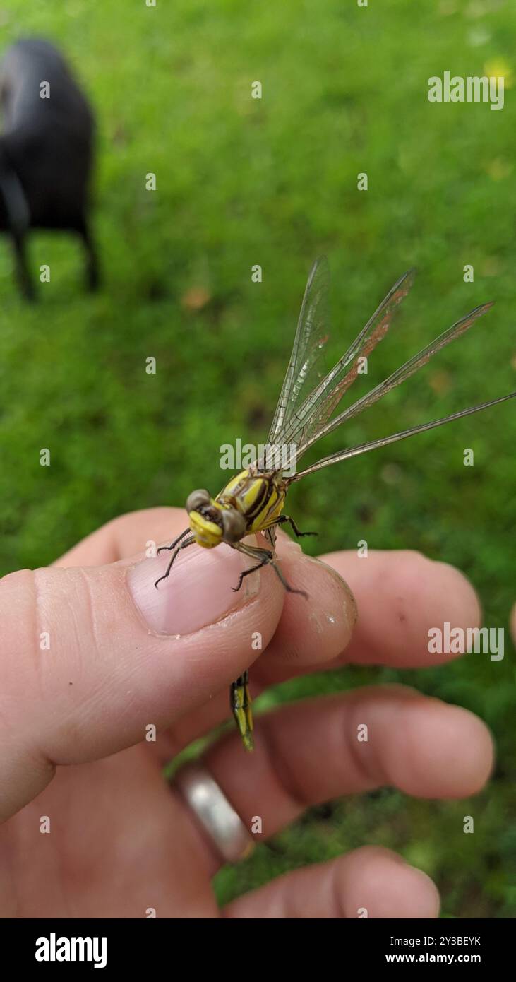 Phanogomphus Clubtails (Phanogomphus) Insecta Stock Photo - Alamy