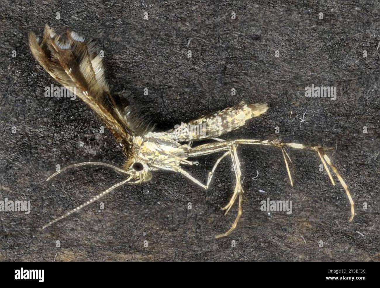 Lobed Plume Moth (Dejongia lobidactylus) Insecta Stock Photo - Alamy