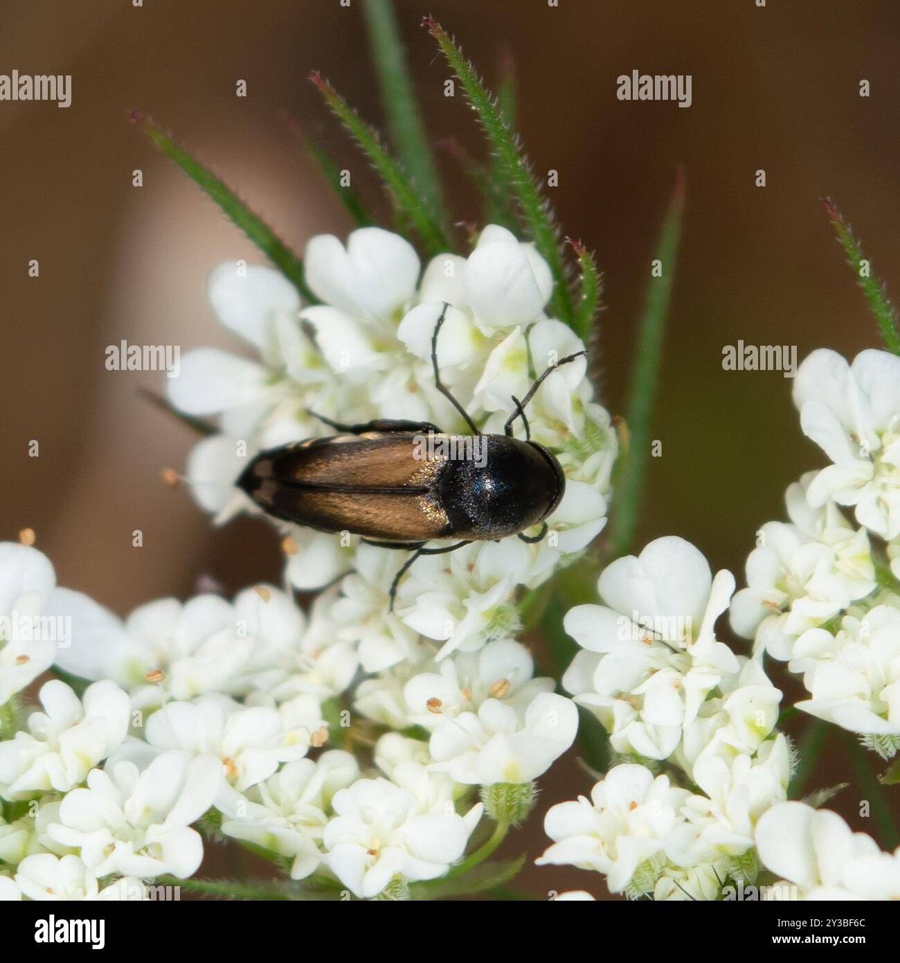 Tumbling Flower Beetles (Mordellidae) Insecta Stock Photo - Alamy