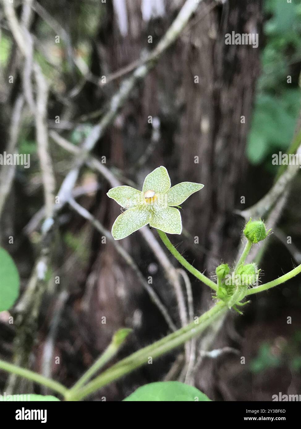 Pearl Milkweed (Matelea reticulata) Plantae Stock Photo - Alamy