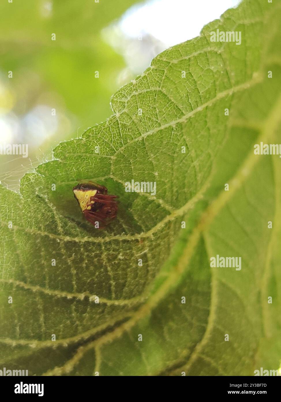 Arrowhead Orbweaver (Verrucosa arenata) Arachnida Stock Photo - Alamy