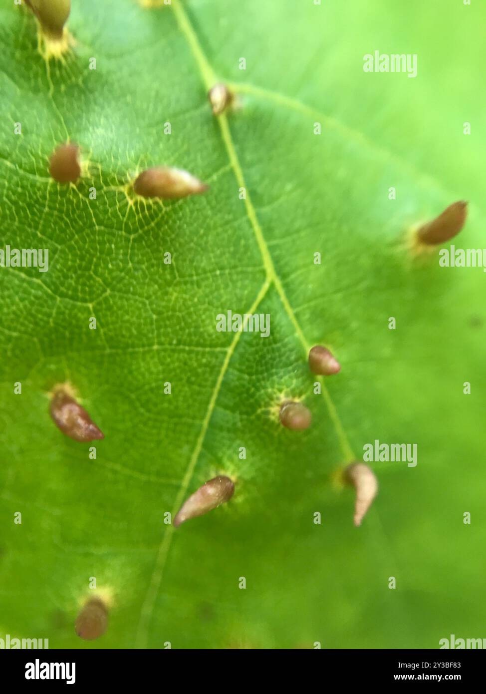 Maple Spindle Gall Mite (Vasates aceriscrumena) Arachnida Stock Photo ...