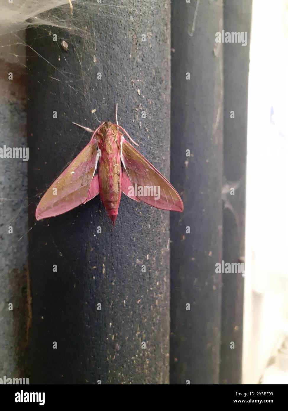 Elephant Hawkmoth (Deilephila elpenor) Insecta Stock Photo - Alamy
