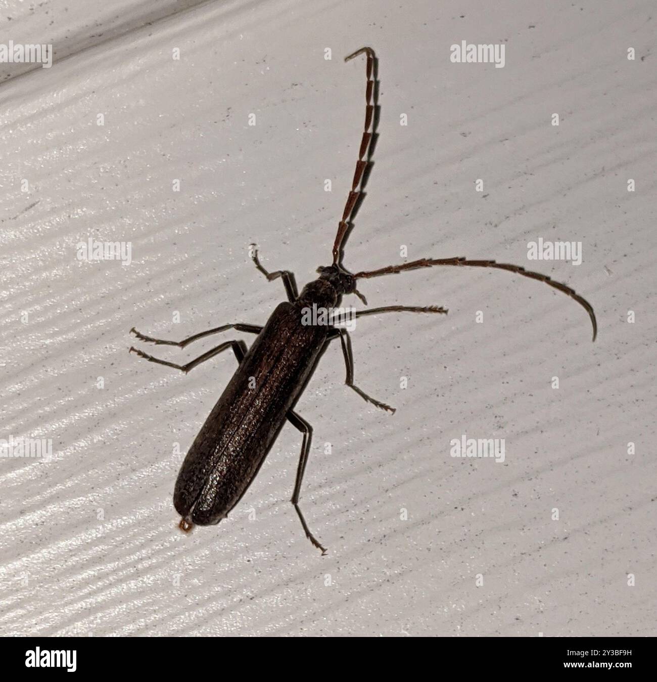 Angled False Blister Beetle (Calopus angustus) Insecta Stock Photo - Alamy