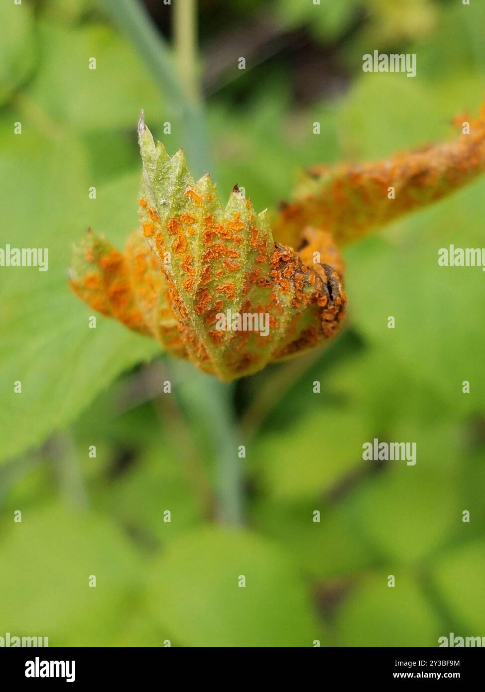 blackberry orange rust (Gymnoconia peckiana) Fungi Stock Photo - Alamy