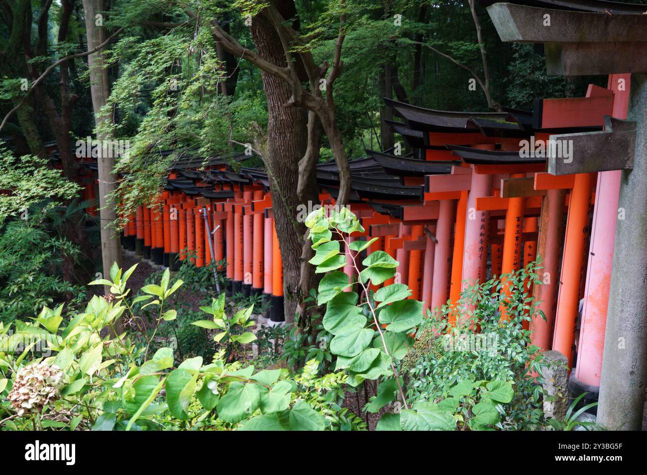 Fushimi Inari-taisha (Japanese: 伏見稲荷大社) is the head shrine of the kami ...