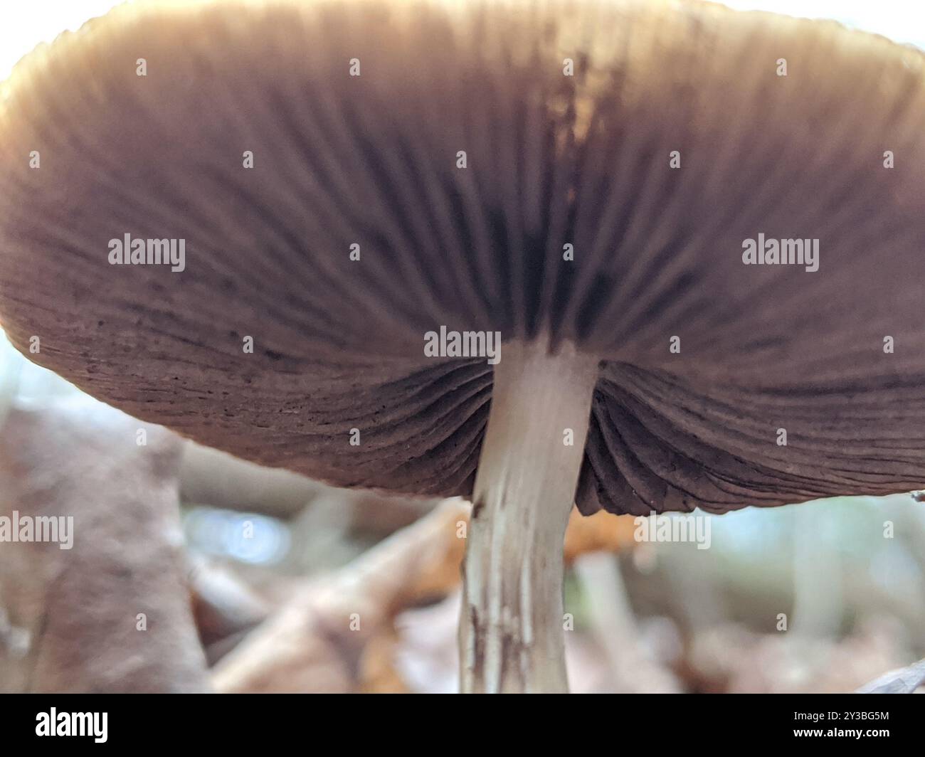 Mulch Fieldcap (Agrocybe putaminum) Fungi Stock Photo - Alamy