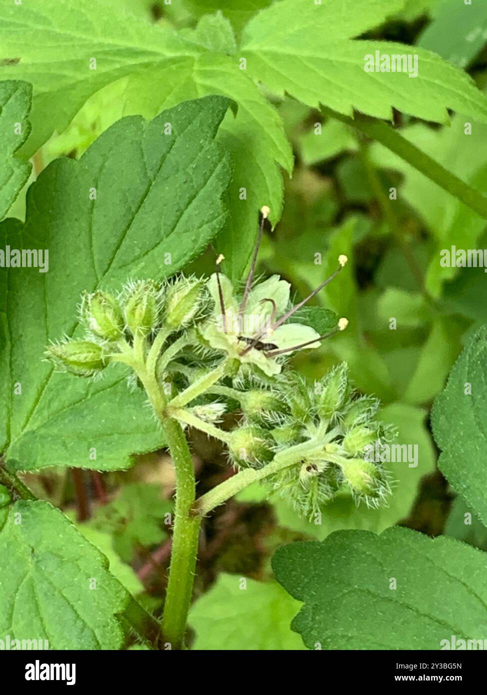 Pacific Waterleaf (Hydrophyllum tenuipes) Plantae Stock Photo - Alamy