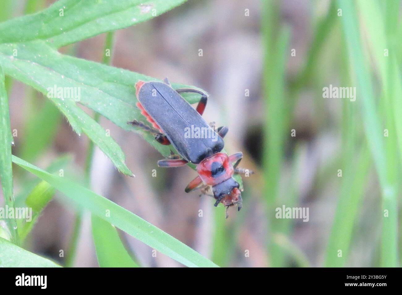 Rustic Sailor Beetle (Cantharis rustica) Insecta Stock Photo - Alamy