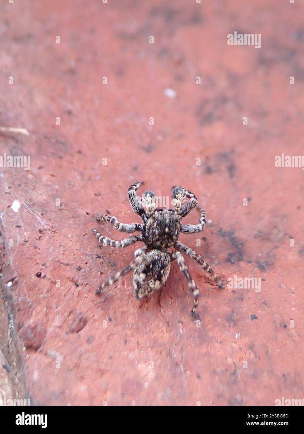 Downy jumping spider (Attulus pubescens) Arachnida Stock Photo - Alamy