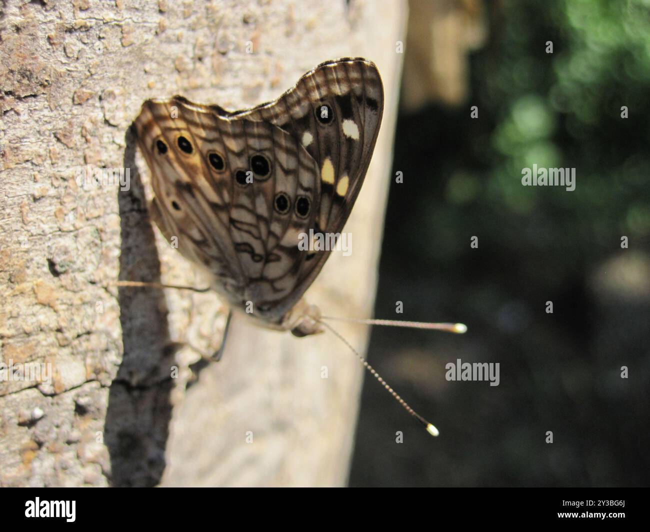 Hackberry Emperor (Asterocampa celtis) Insecta Stock Photo - Alamy