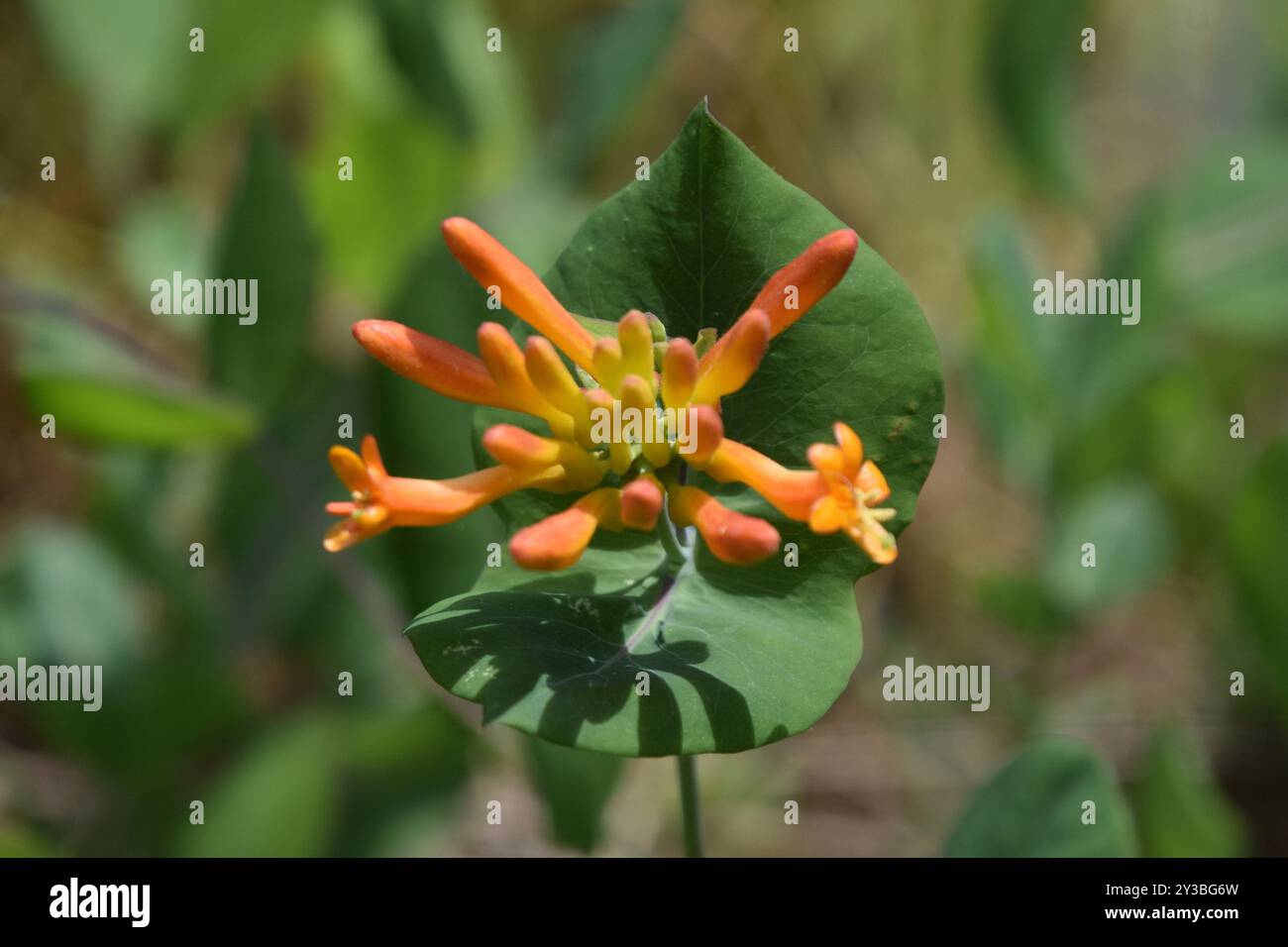 orange honeysuckle (Lonicera ciliosa) Plantae Stock Photo - Alamy