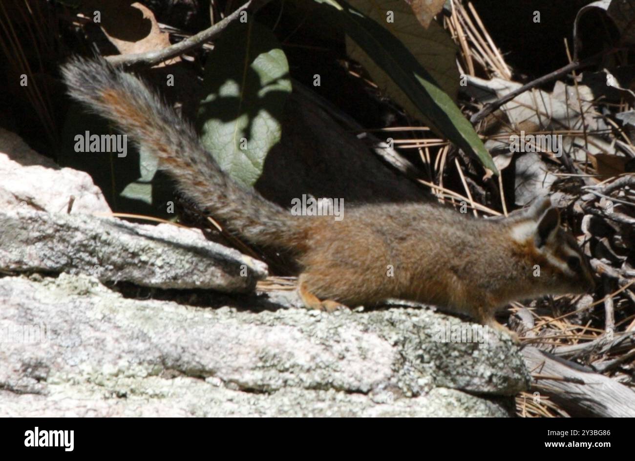 Cliff Chipmunk (Neotamias dorsalis) Mammalia Stock Photo - Alamy