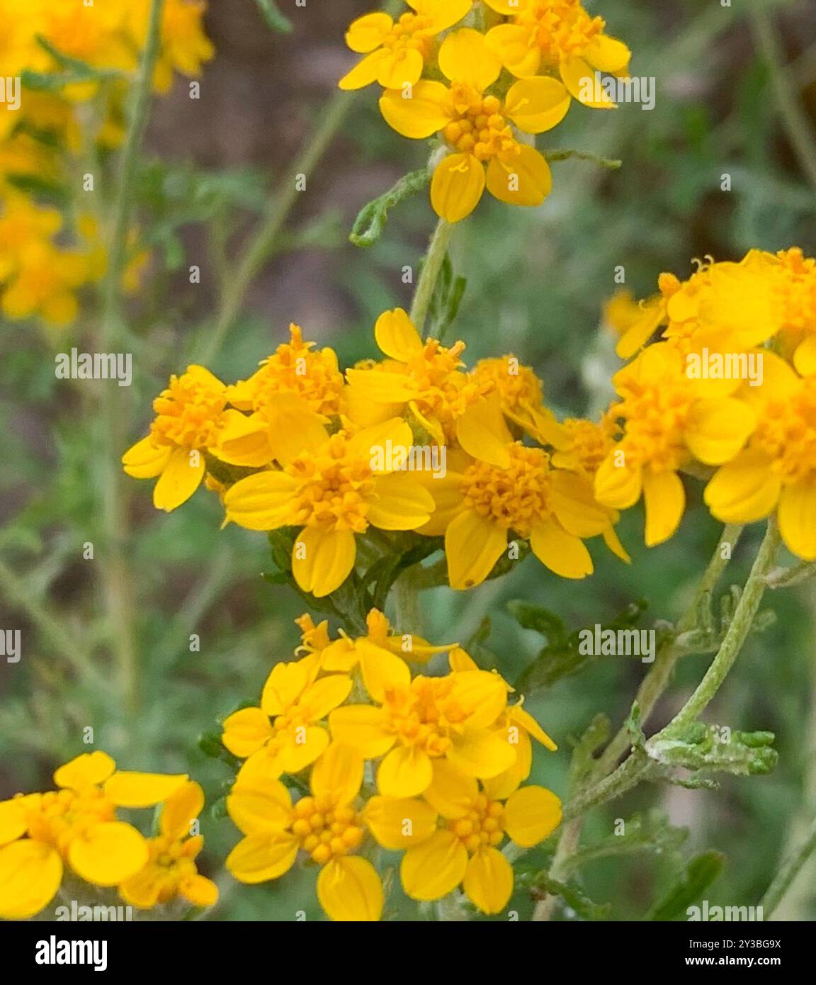 Golden Yarrow (Eriophyllum confertiflorum) Plantae Stock Photo - Alamy