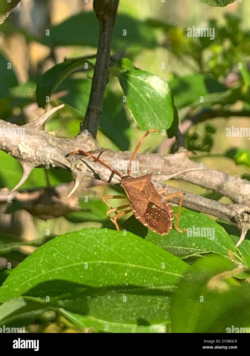 Box Bug (Gonocerus acuteangulatus) Insecta Stock Photo - Alamy