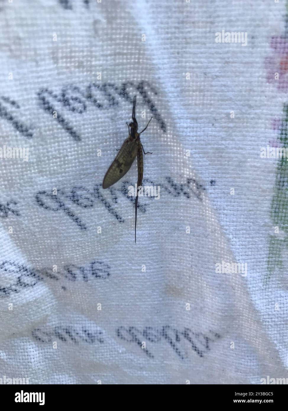 Green Drakes (Ephemera) Insecta Stock Photo - Alamy