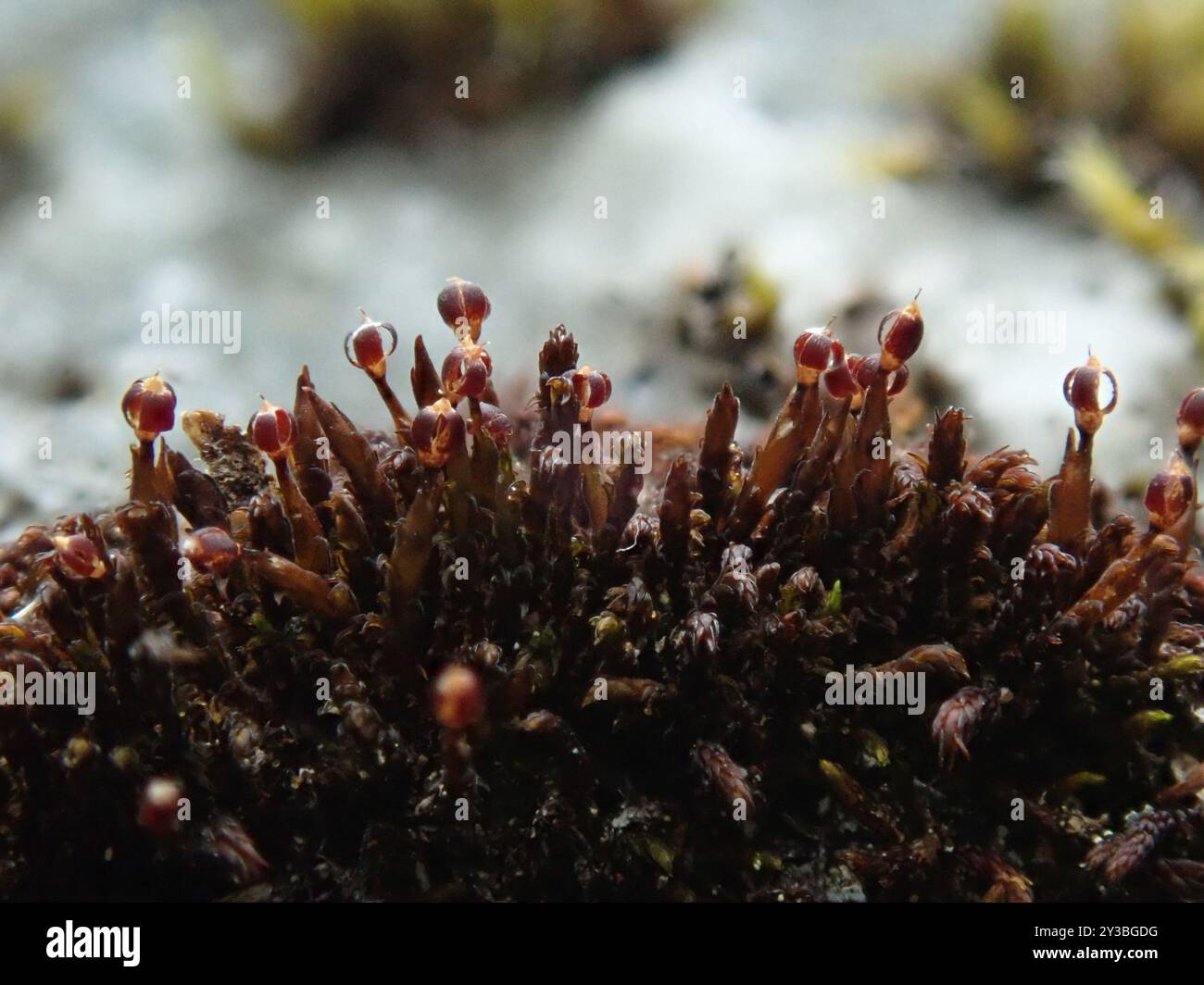 Black Rock Moss (Andreaea rupestris) Plantae Stock Photo - Alamy