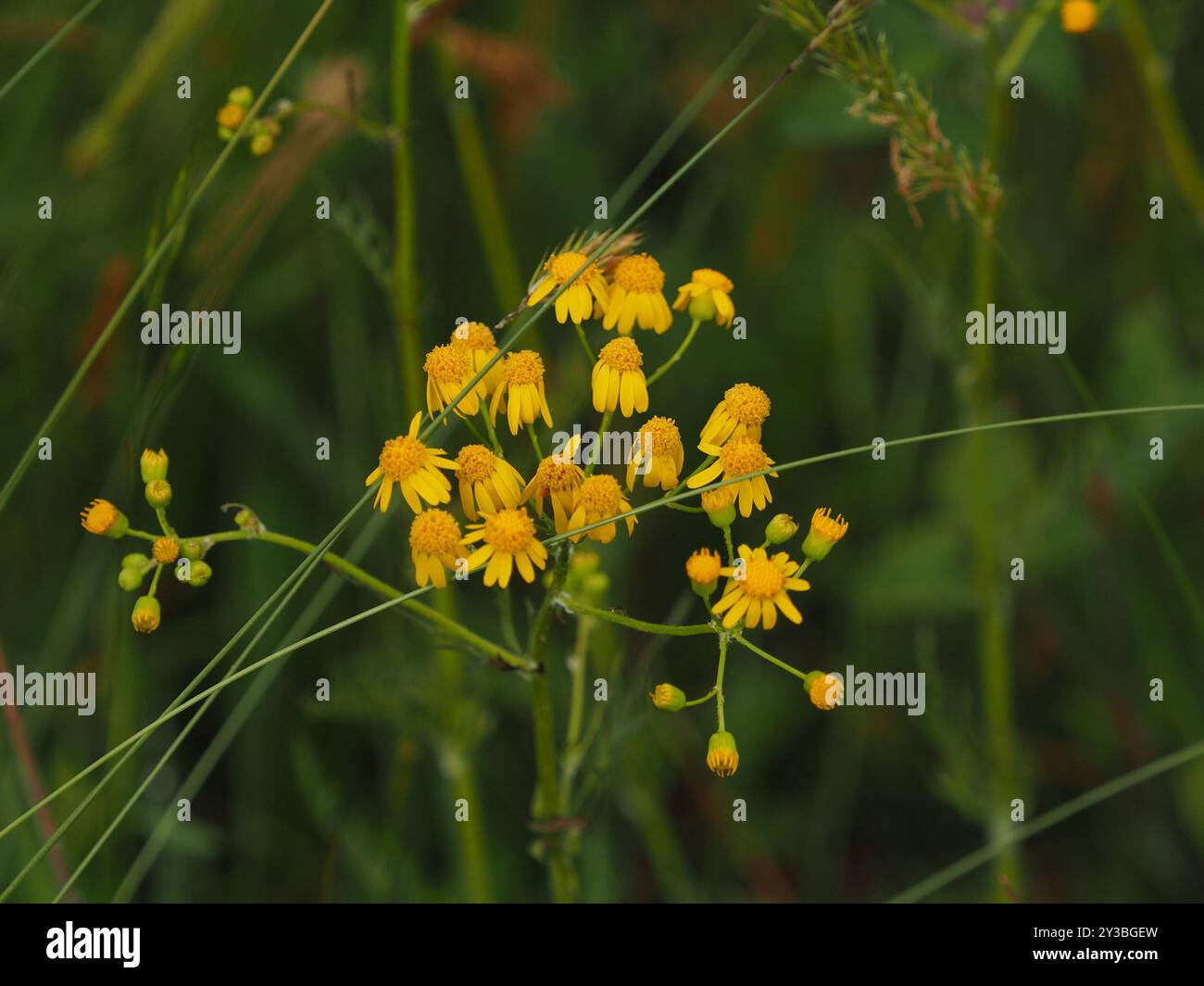 balsam ragwort (Packera paupercula) Plantae Stock Photo - Alamy