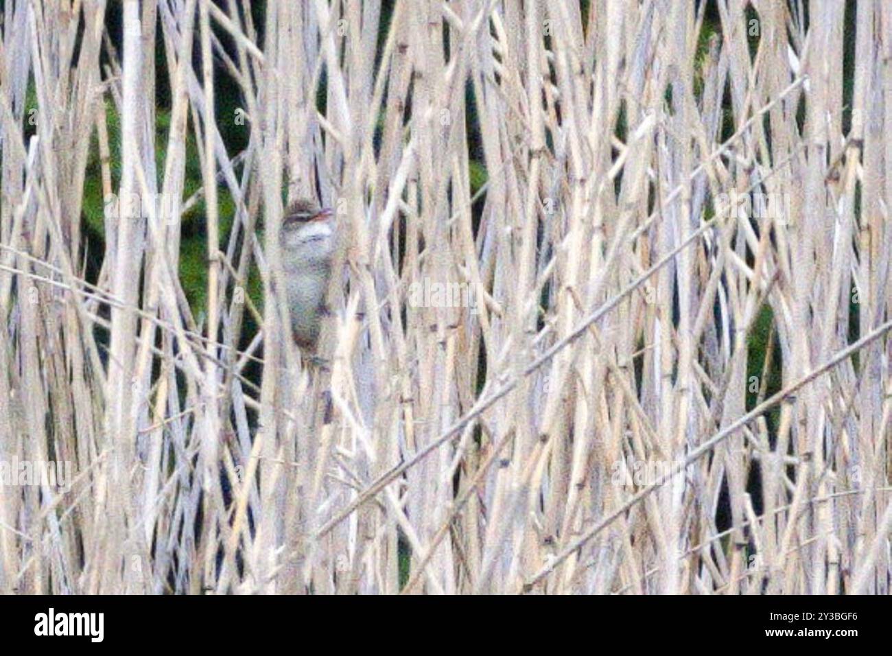 Great Reed Warbler (Acrocephalus arundinaceus) Aves Stock Photo - Alamy