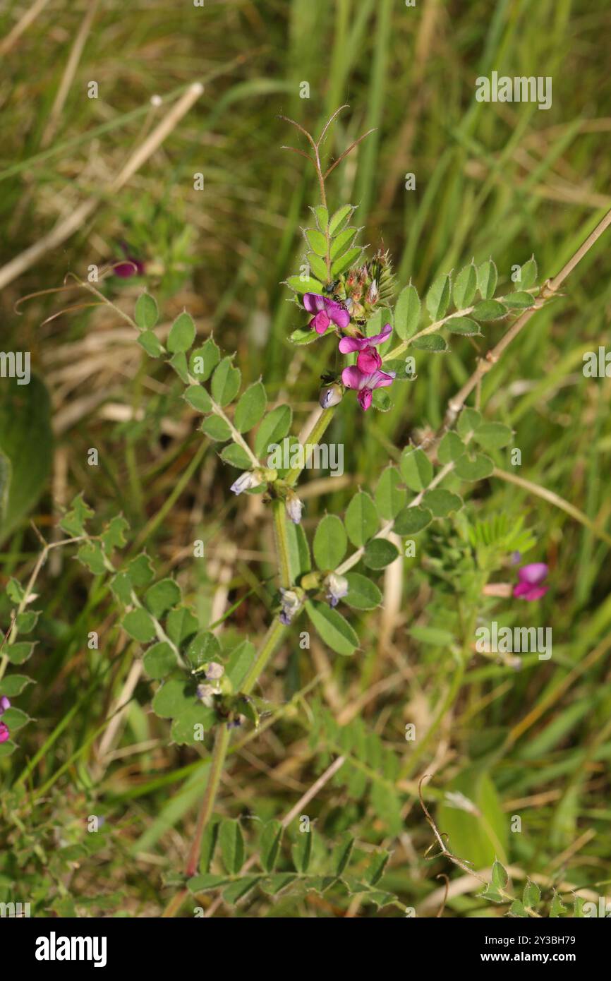 Common Vetch (Vicia sativa) Plantae Stock Photo - Alamy