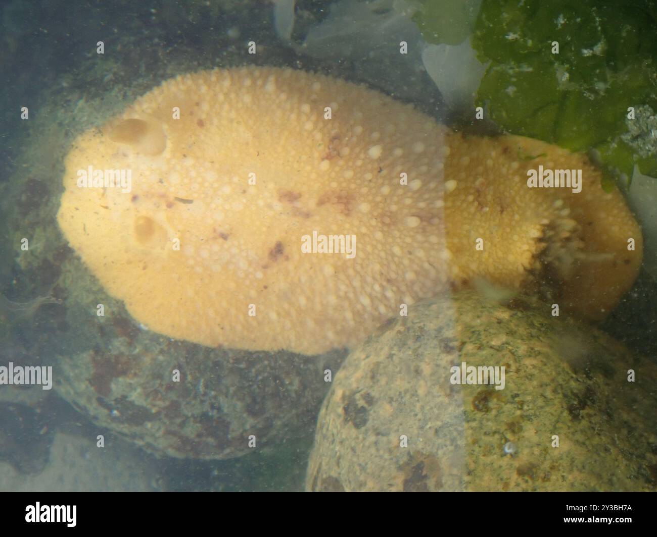 Monterey Dorid (Doris montereyensis) Mollusca Stock Photo - Alamy