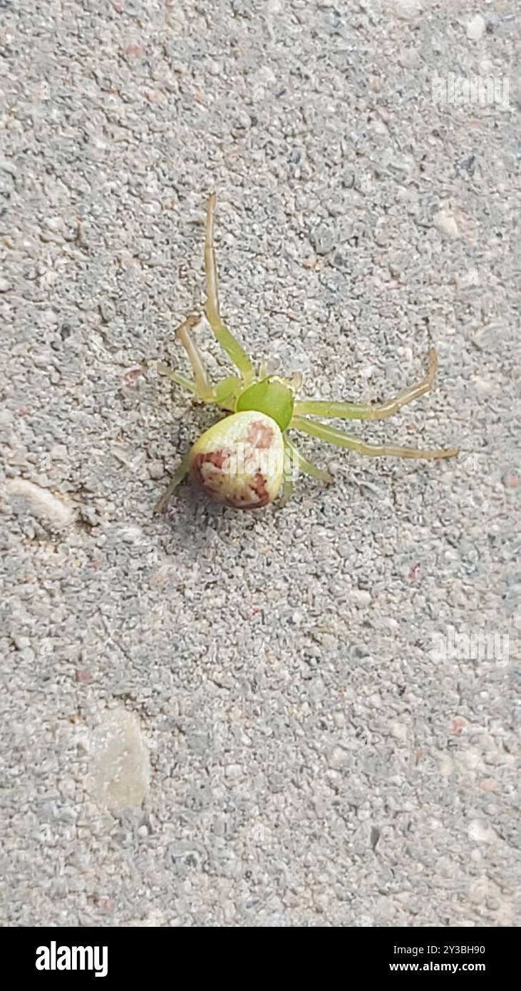 Triangle Crab Spider (Ebrechtella tricuspidata) Arachnida Stock Photo ...