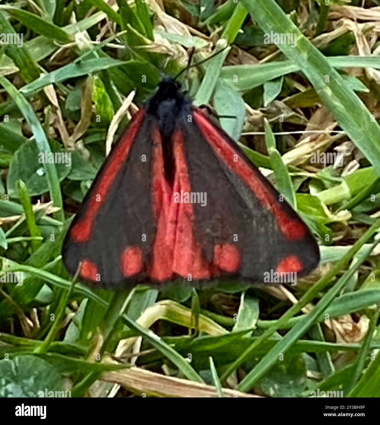 Cinnabar moth (Tyria jacobaeae) Insecta Stock Photo - Alamy