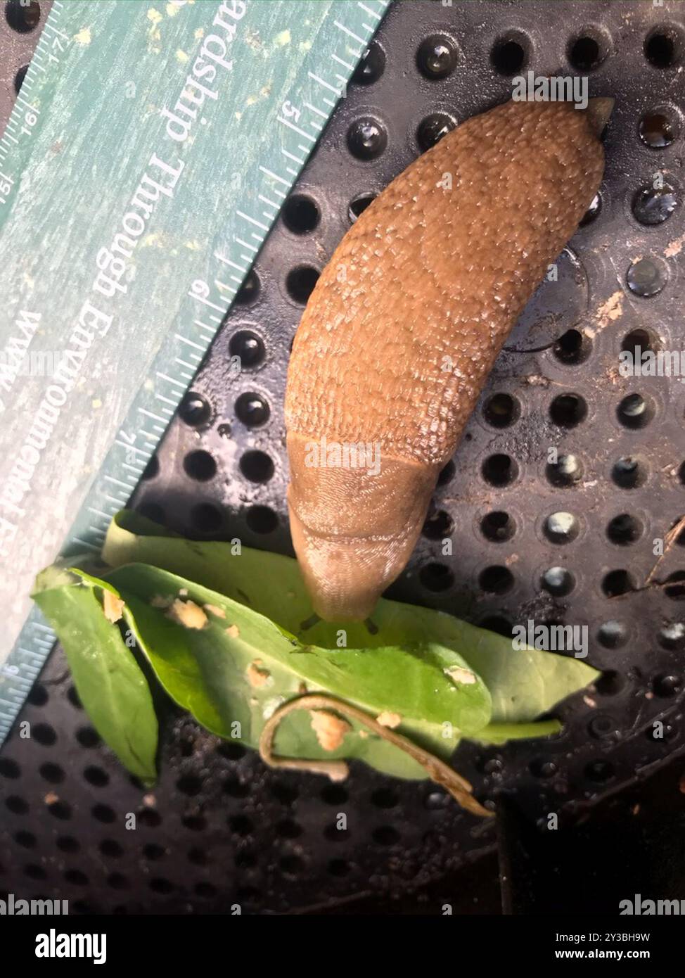 Yellow Cellar Slug (Limacus flavus) Mollusca Stock Photo - Alamy