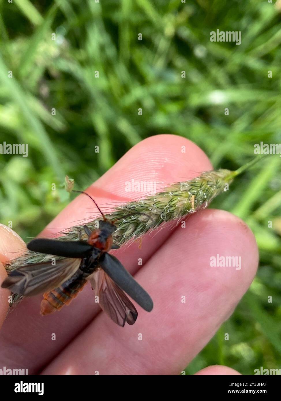 Dark Sailor Beetle (Cantharis fusca) Insecta Stock Photo - Alamy