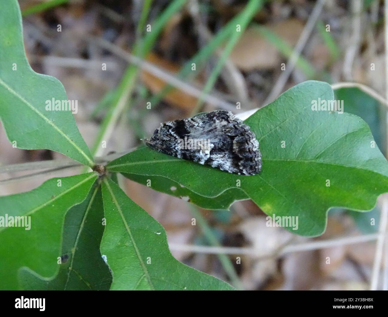 Live Oak Metria Moth (Metria amella) Insecta Stock Photo - Alamy