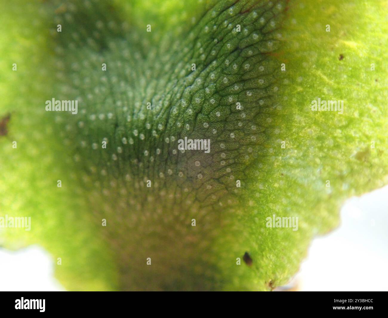 Narrow Mushroom-headed Liverwort (Marchantia quadrata) Plantae Stock ...