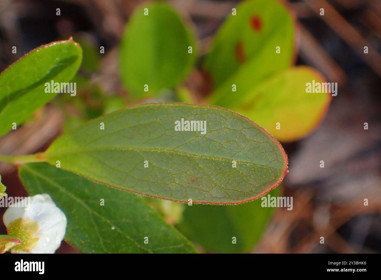 dwarf huckleberry (Gaylussacia dumosa) Plantae Stock Photo - Alamy