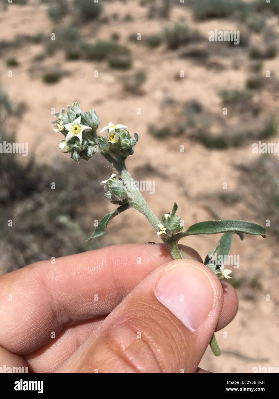 James' Cryptantha (Oreocarya suffruticosa setosa) Plantae Stock Photo ...