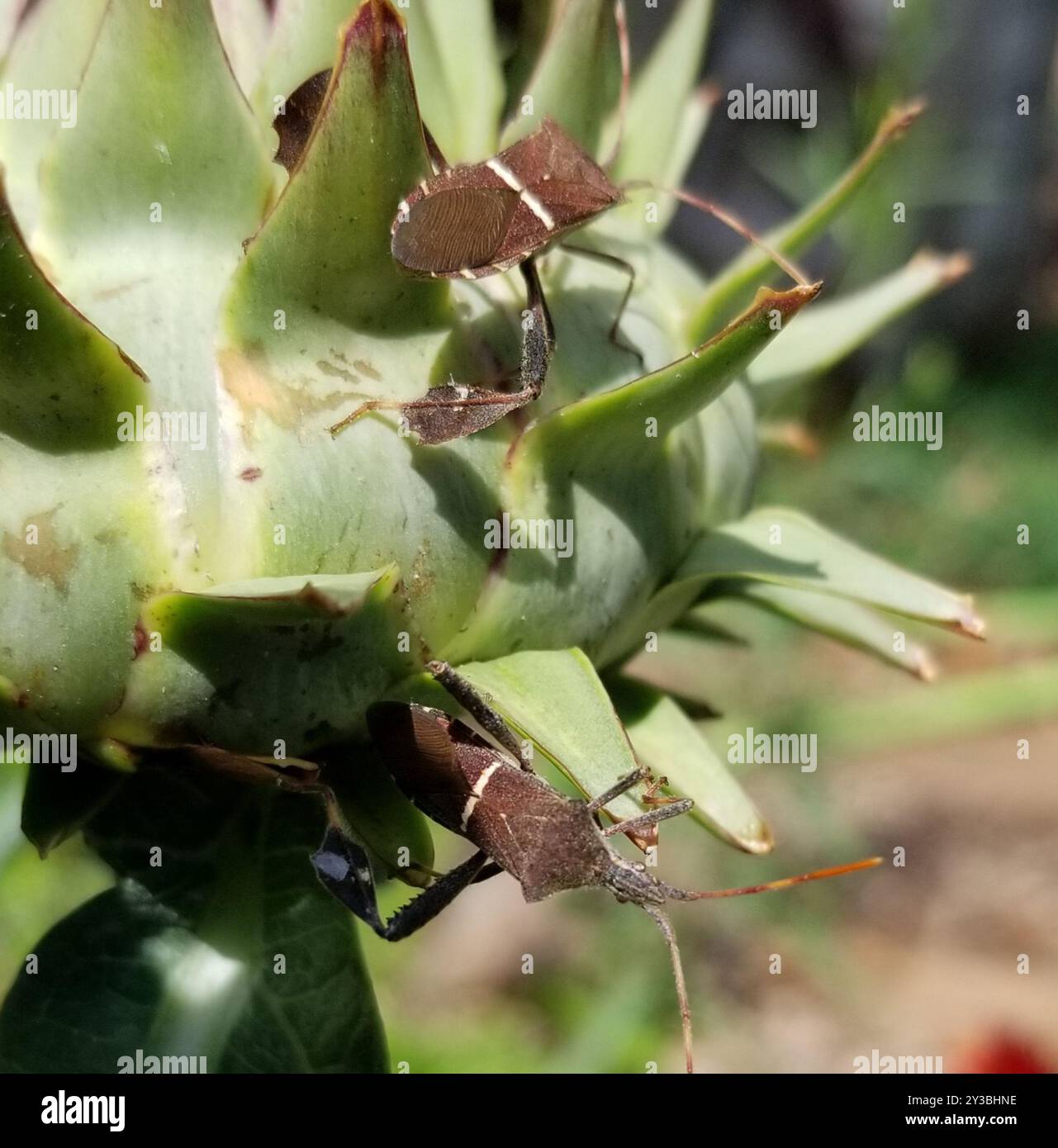 Eastern Leaf-footed Bug (Leptoglossus phyllopus) Insecta Stock Photo ...