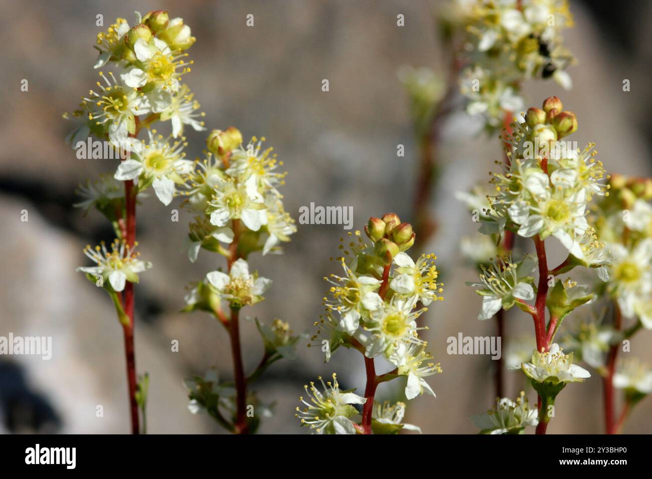 Partridgefoot (Luetkea pectinata) Plantae Stock Photo - Alamy