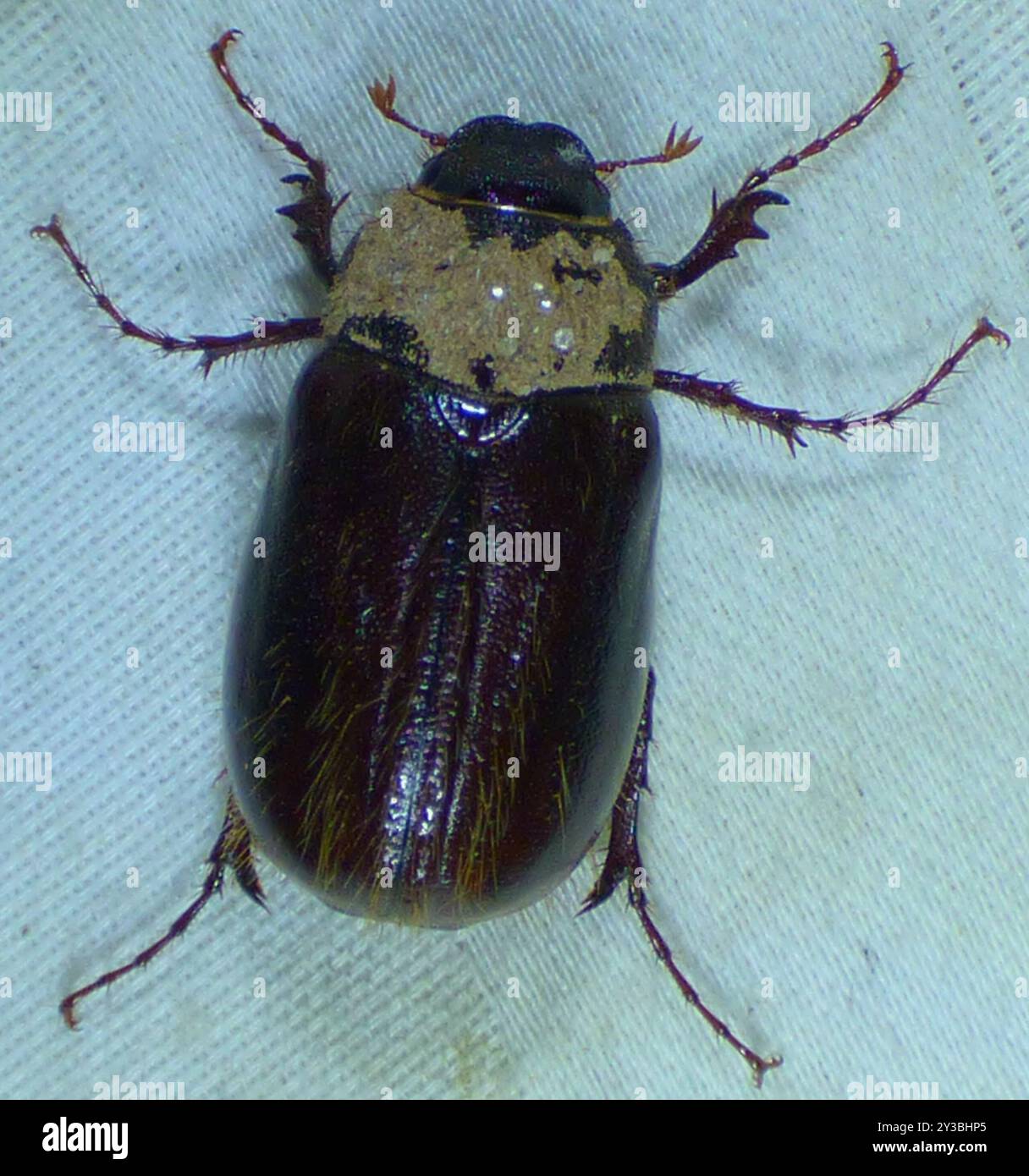 May Beetles (Phyllophaga) Insecta Stock Photo - Alamy