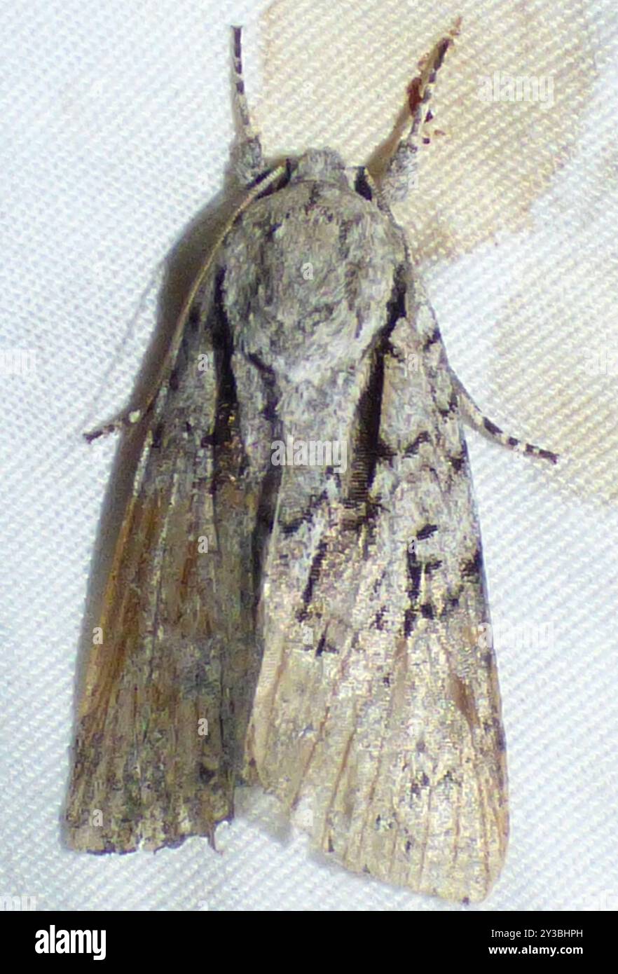 Dagger Moths (Acronicta) Insecta Stock Photo - Alamy