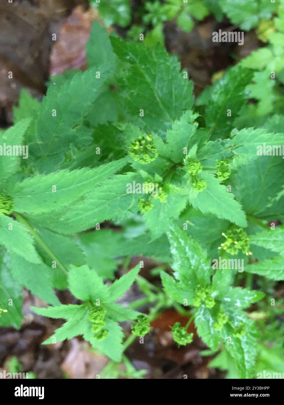 Clustered Sanicle (Sanicula odorata) Plantae Stock Photo - Alamy