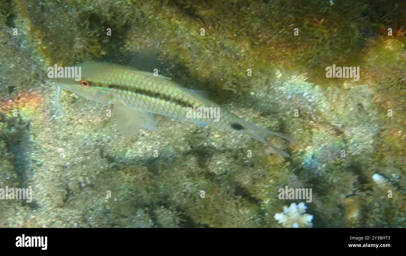Dot-and-dash Goatfish (Parupeneus barberinus) Actinopterygii Stock ...