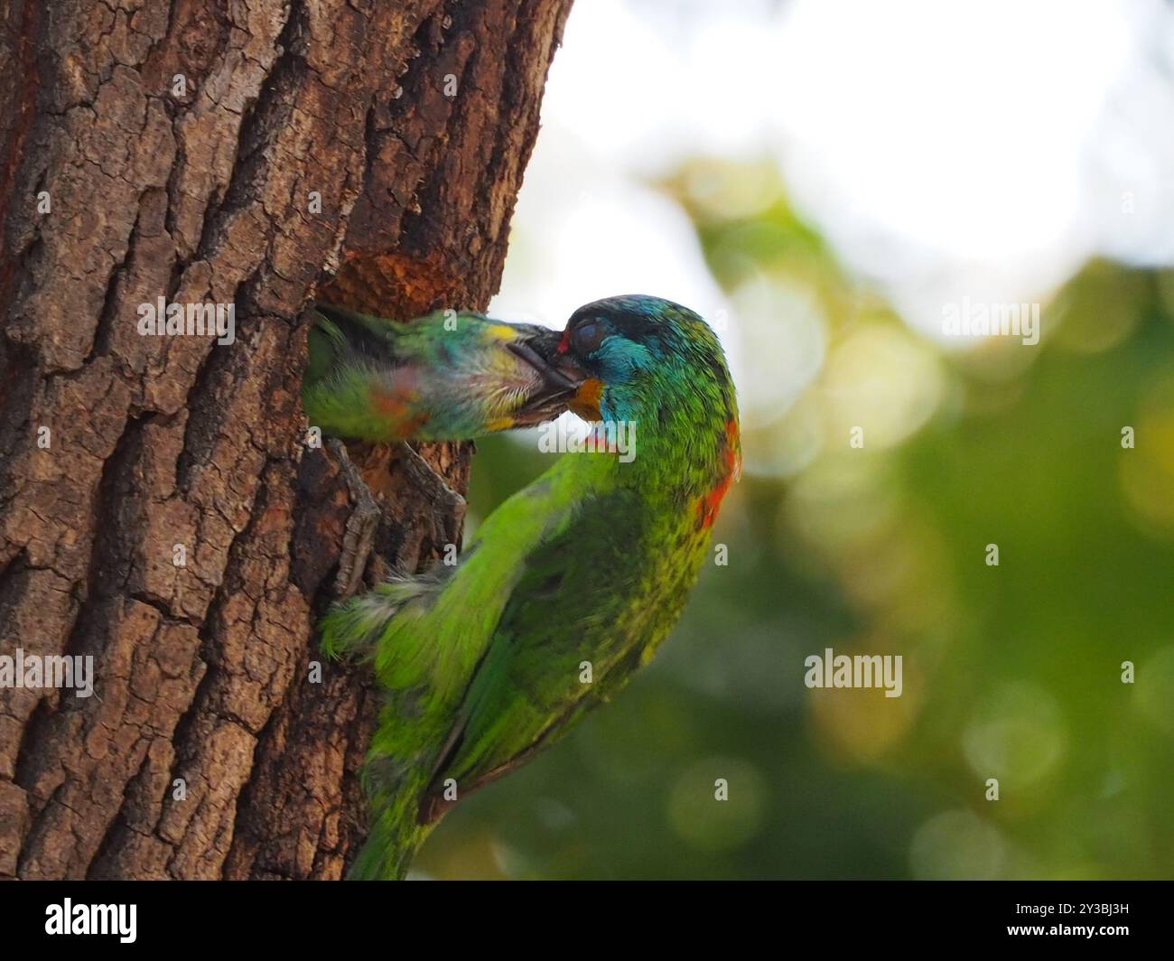 Taiwan Barbet (Psilopogon nuchalis) Aves Stock Photo - Alamy