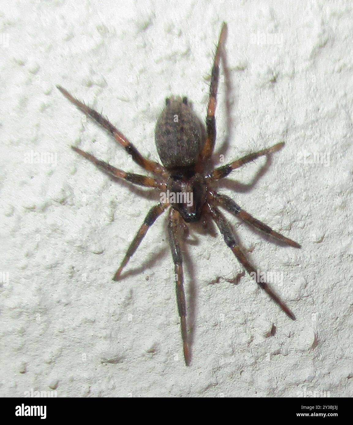 Spiders (Araneae) Arachnida Stock Photo - Alamy