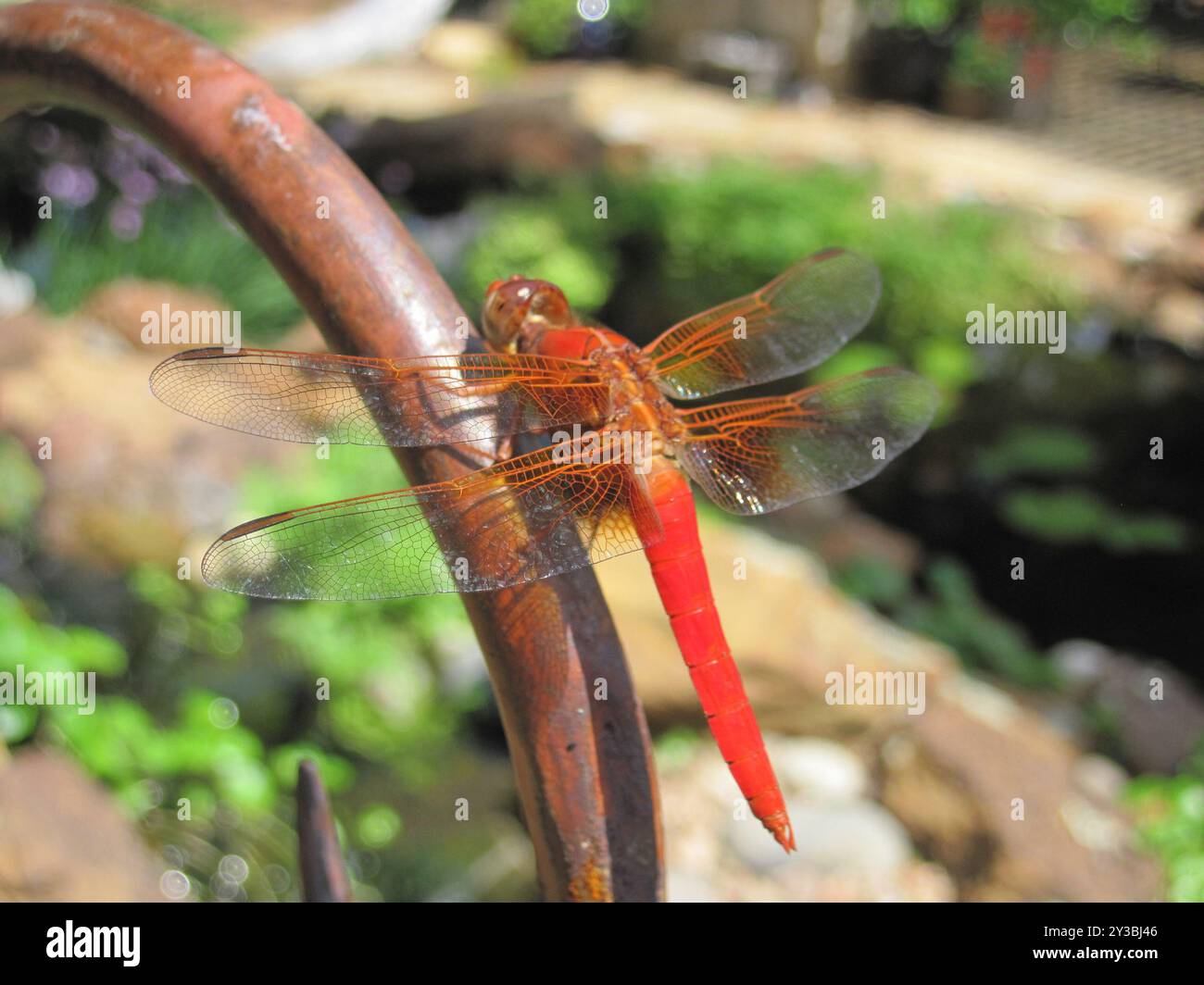 Neon Skimmer (Libellula croceipennis) Insecta Stock Photo - Alamy