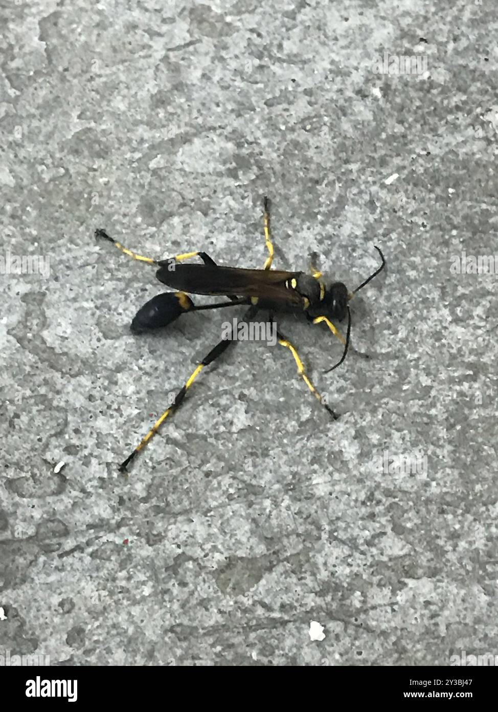 Yellow-legged Mud-dauber Wasp (Sceliphron caementarium) Insecta Stock ...