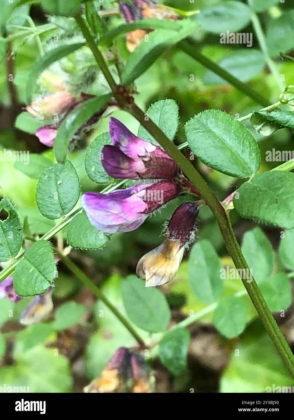 Bush Vetch (Vicia sepium) Plantae Stock Photo - Alamy