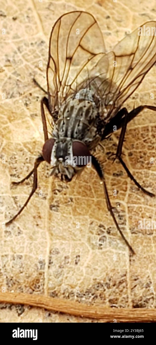 House Flies and Allies (Muscidae) Insecta Stock Photo - Alamy