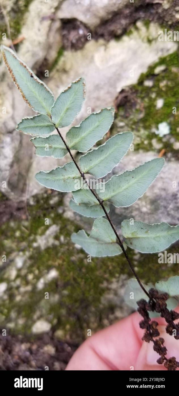 purple-stem cliffbrake (Pellaea atropurpurea) Plantae Stock Photo - Alamy