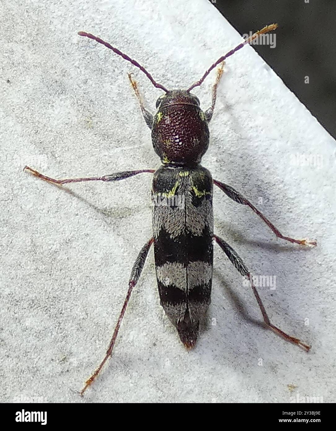 Rustic Borer (Xylotrechus colonus) Insecta Stock Photo - Alamy